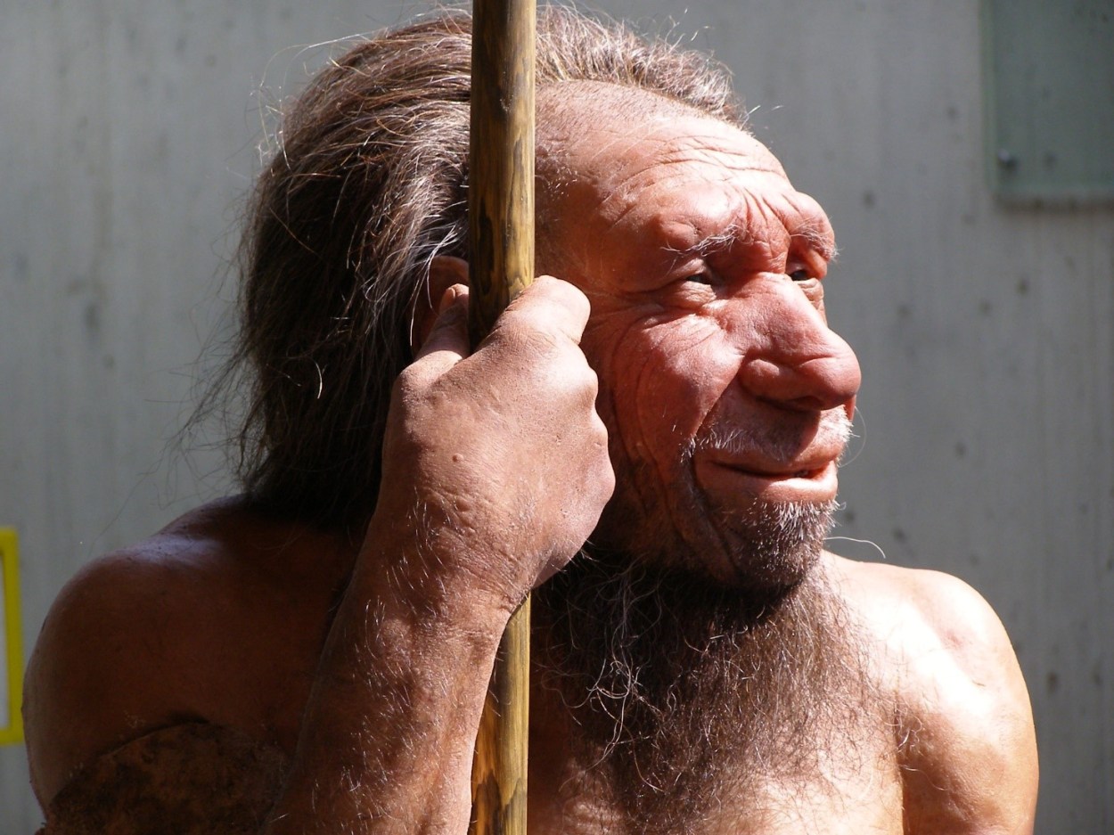 Lukijan kysymys: Kuinka tasaisesti neandertalien geenit ovat ...